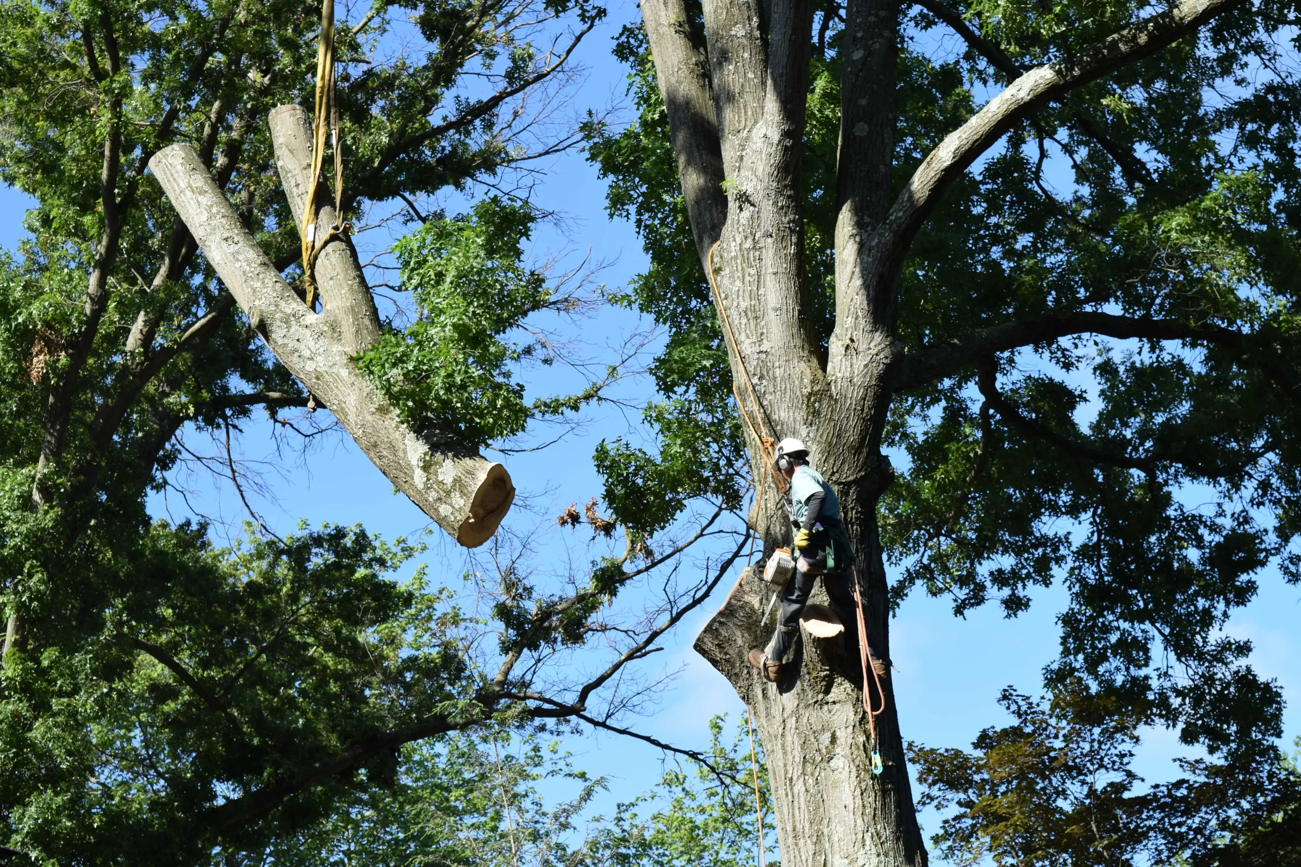 Commercial Tree Care You Can Trust | Shades of Green