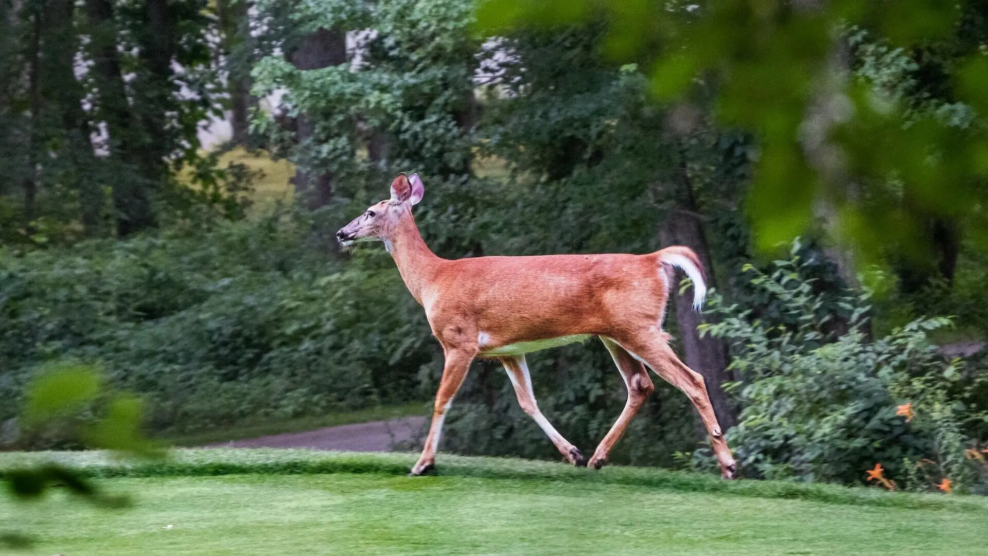 Deer Control Services | Bucks County | Shades of Green