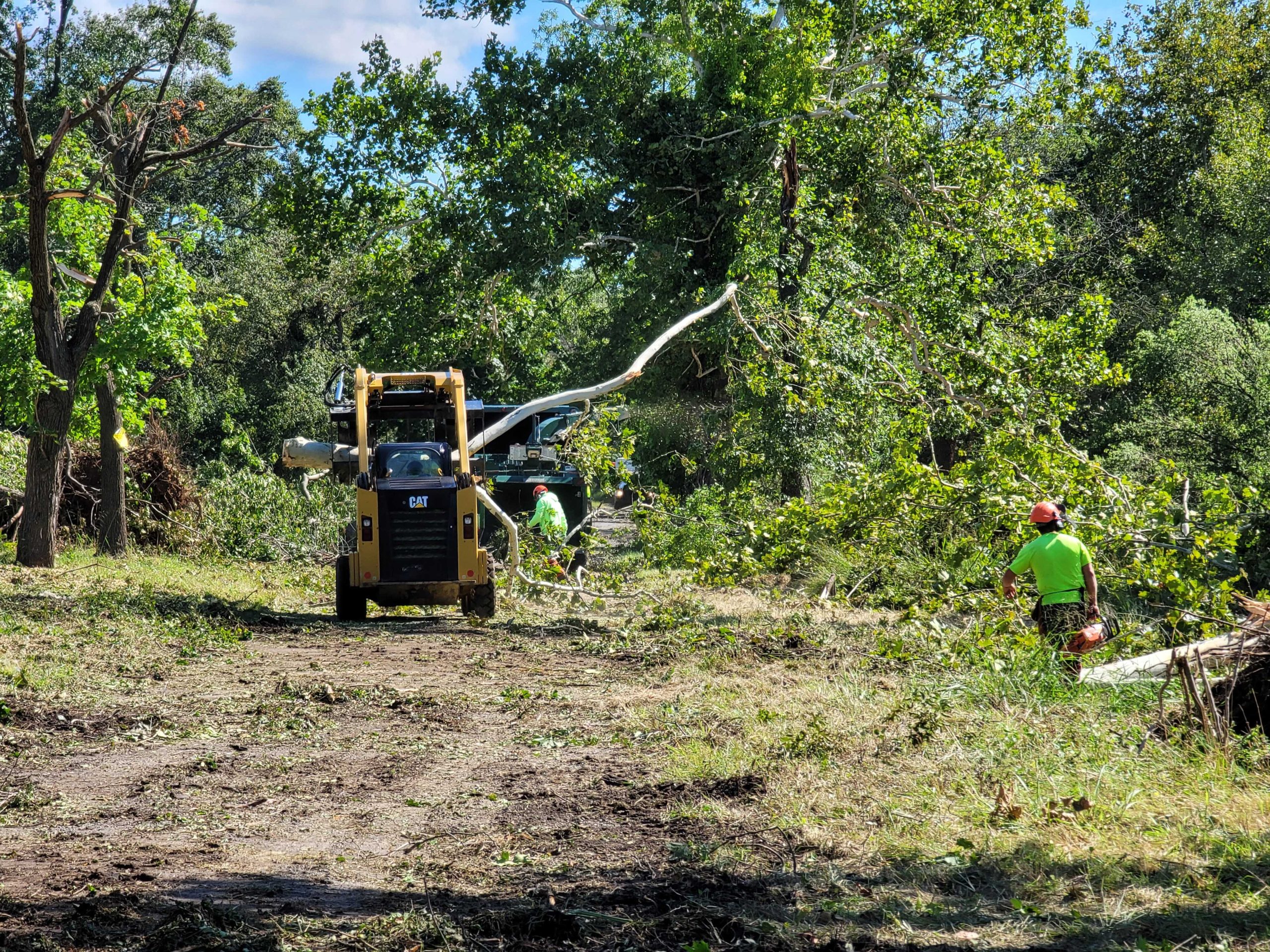 Invasive Species Removal & Eradication | Shades of Green