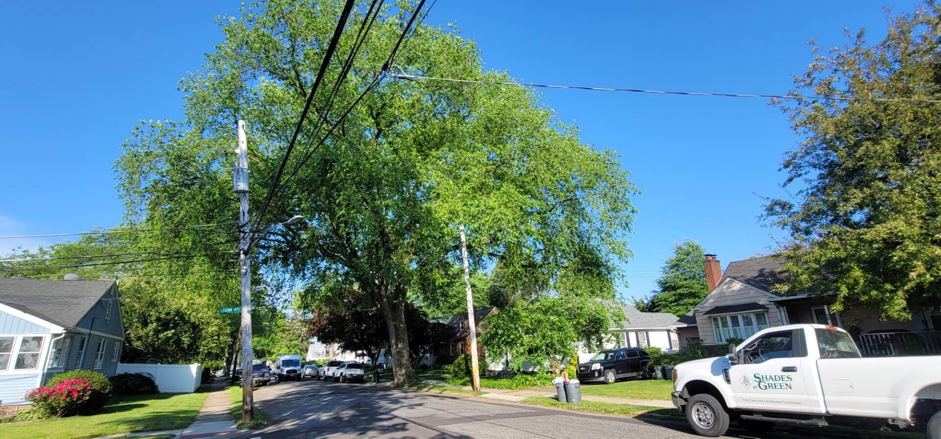 How To Identify A Sick Tree In Your Yard | Shades of Green