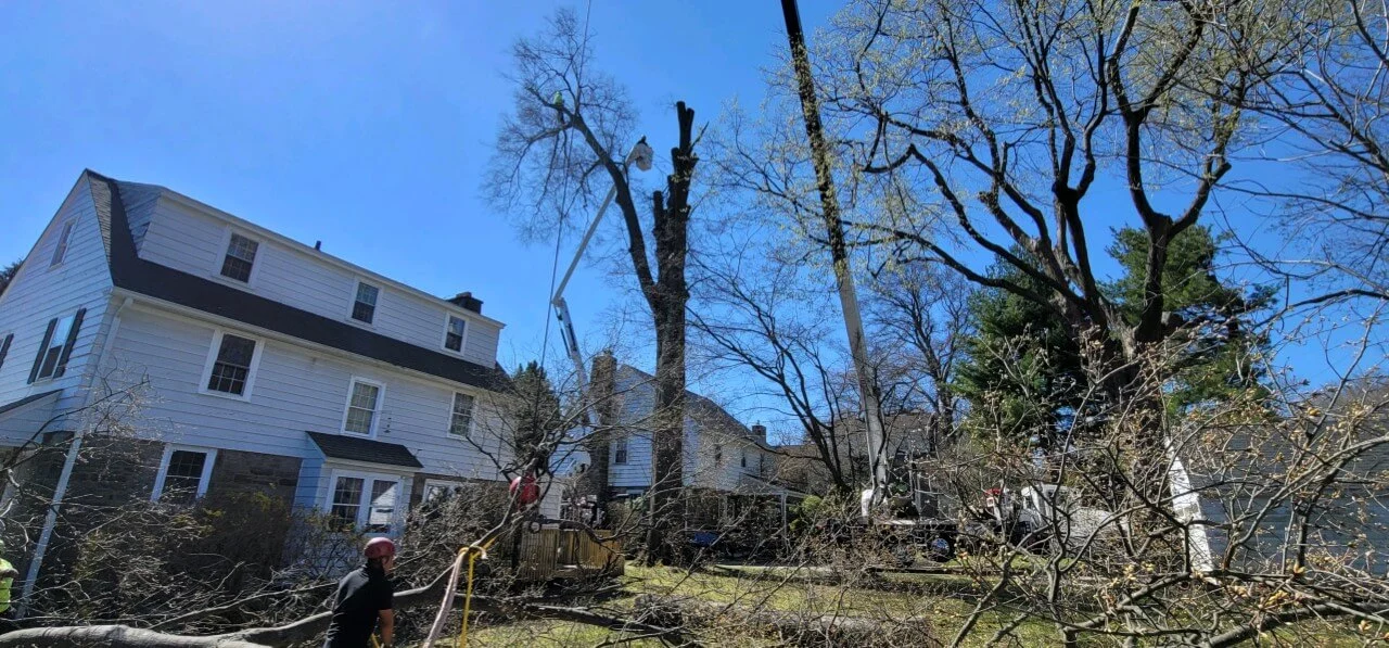 Tree Topping Langhorne, PA | Shades of Green