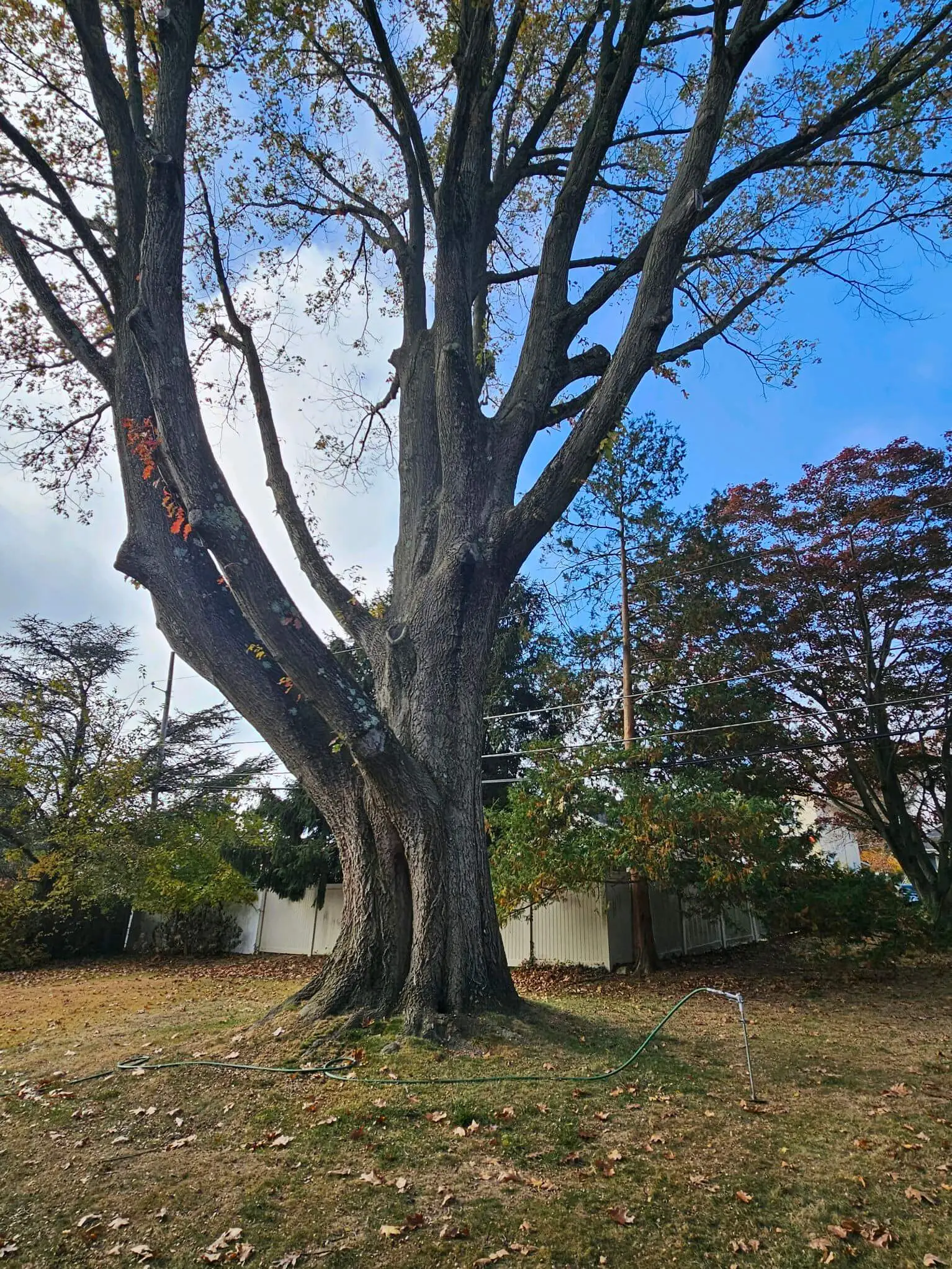 Why You Should Feed Your Trees and Shrubs | Shades of Green