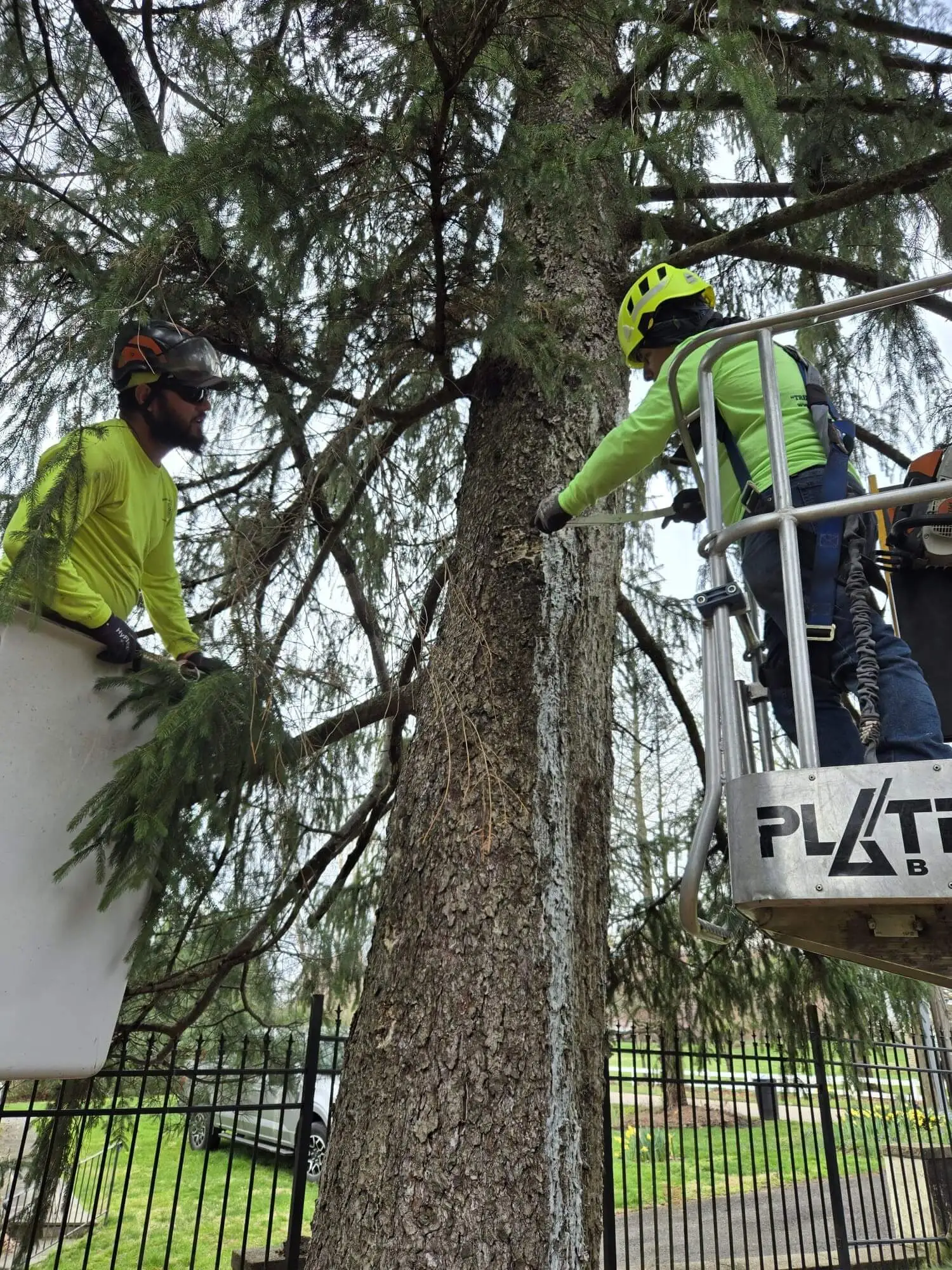 Is Sap Dripping from Spruce or Pine Trees? Find out why